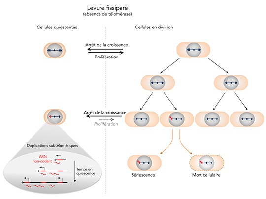 Un nouveau mode de réparation des télomères dévoilé | INSB