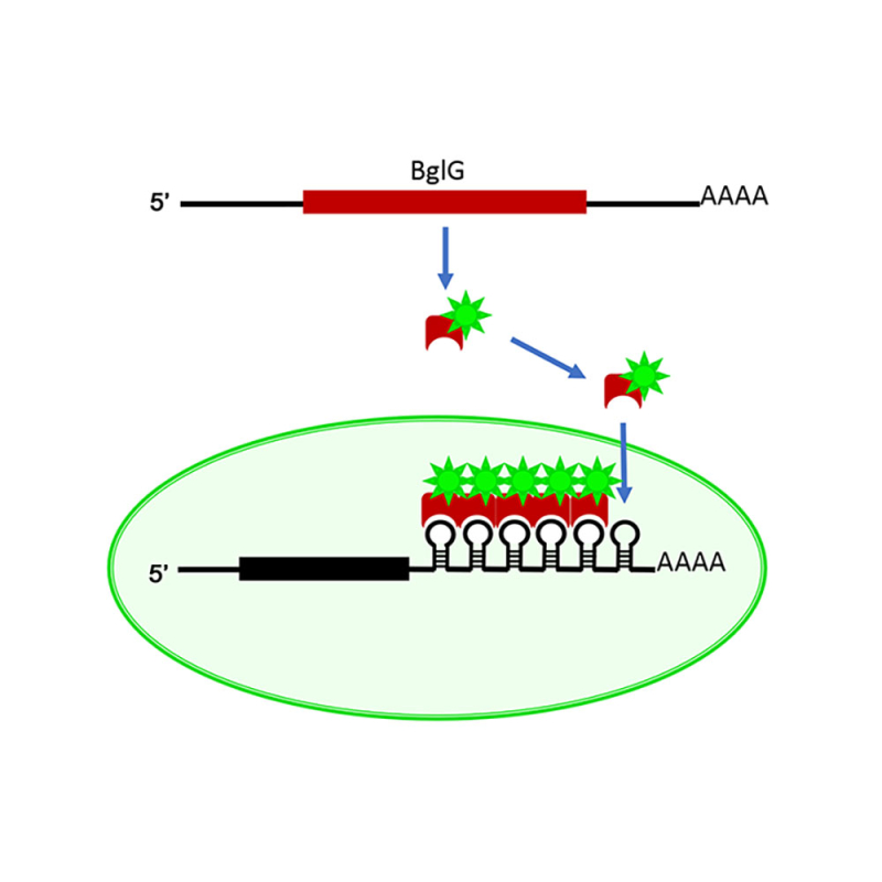 Comment visualiser les molécules d’ARN in vivo | INSB