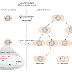 Un nouveau mode de réparation des télomères dévoilé | INSB